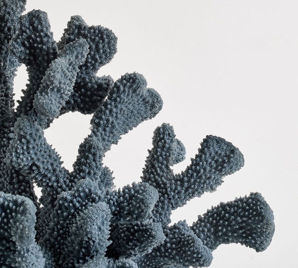Faux Indigo Coral | Pottery Barn Australia