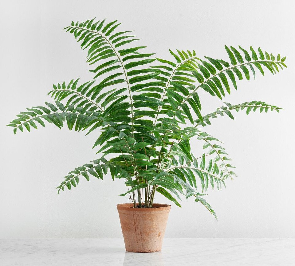 Faux Potted Sword Fern | Pottery Barn Australia